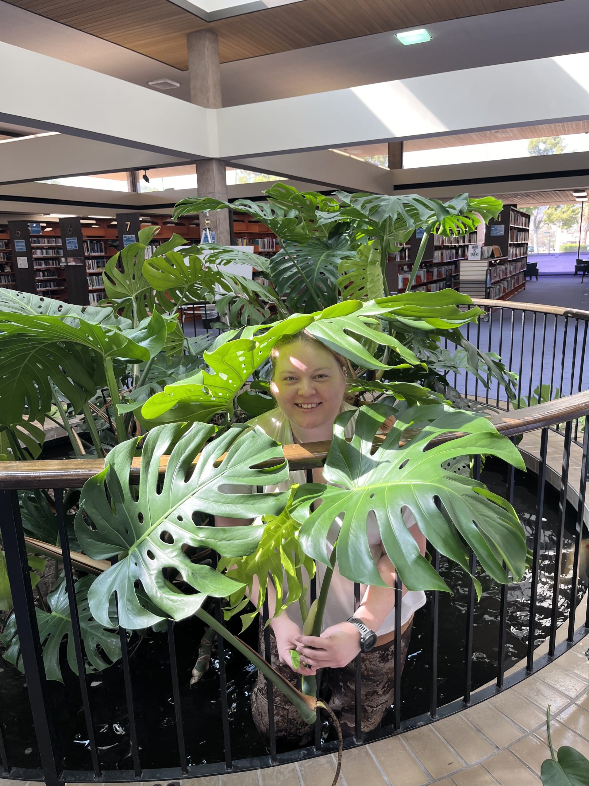 Library's 50-year-old Monstera plant finds new life through community ...