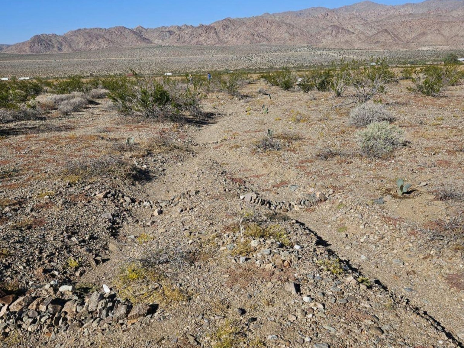 'Rip out the grass': Desert expert says residents can help save native ...