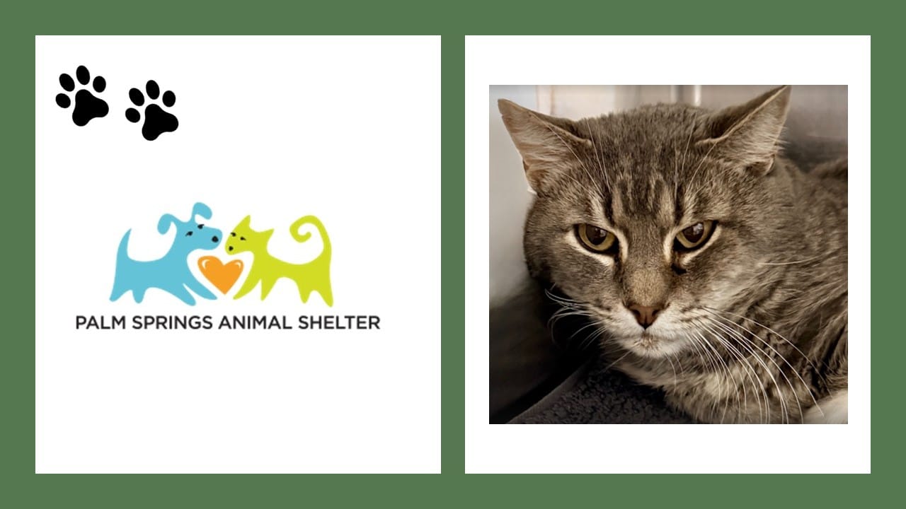 Jan. 28 Daily Briefing: Apartment project, Council preview, our pet of ...